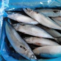 Frozen Eel Fish at Best Price from Manufacturers, Suppliers & Traders