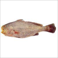 Ghol Fish at Best Price from Manufacturers, Suppliers & Traders