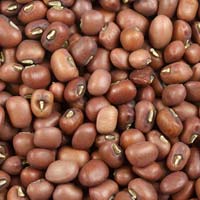 Moth Bean Dealers with Latest Prices