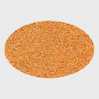 Split Masoor Dal, Red Split Lentils in Lucknow | Get Latest Price ...