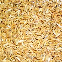 Hybrid Paddy Seeds at Best Price from Manufacturers, Suppliers & Traders