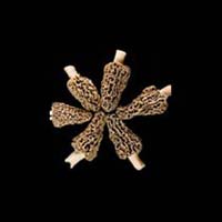 Guchi Mushroom - Get Latest Price & Mandi rates from Dealers & Traders ...