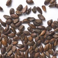 Shrub Seeds at Best Price from Manufacturers, Suppliers & Traders