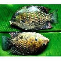 Dhoma Fish Latest Price from Manufacturers, Suppliers & Traders