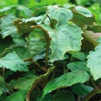Patchouli Plant at Best Price from Manufacturers, Suppliers & Traders