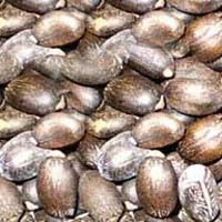 Karanj Seeds at Best Price from Manufacturers, Suppliers & Traders