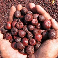 Red Supari at Best Price from Manufacturers, Suppliers & Traders