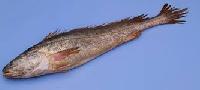 Kooth Fish at Best Price from Manufacturers, Suppliers & Traders