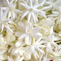 Madurai Jasmine Flower Price & Mandi Rates | Dealers & Traders India
