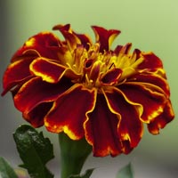 Tagette Oil at Best Price from Manufacturers, Suppliers & Traders