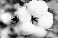 BT Cotton at Best Price from Manufacturers, Suppliers & Traders