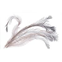 EMU Feather - EMU Bird Feather Price, Manufacturers & Suppliers