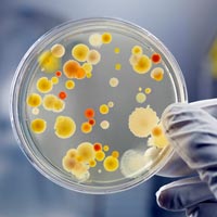 Microbial Analysis,Microbial Analysis Providers in India Consultants ...