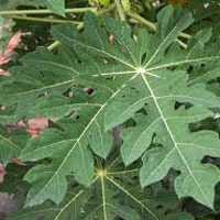 Papaya Leaves In Indore - Papaya Leaves Manufacturers, Suppliers In Indore