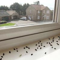 House Flies Control Services,House Flies Control Services Providers in ...