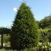 Cedar Prices & Cedar Timber Suppliers in India