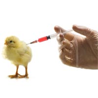Chicken Vaccines In Delhi | Chicken Vaccines Manufacturers, Suppliers ...