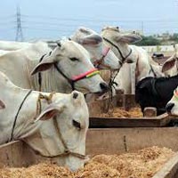 Animal Breeding Service,Animal Breeding Service Providers in India ...