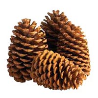 Pine Cones in Moradabad - Get Latest Price & Mandi rates from Dealers ...