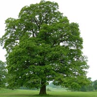 Oak Trees - Get Latest Price & Mandi rates from Dealers & Traders ...