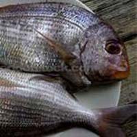 Sea Bream - Sea Bream Fish Price, Manufacturers & Suppliers
