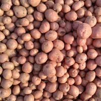 Lady Rosetta Potato Dealers, Companies & Prices in India