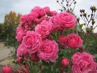 Button Rose Dealers, Companies & Prices in India