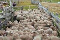 Sheep Farming,Sheep Farming Providers in India Consultants Agents Directory