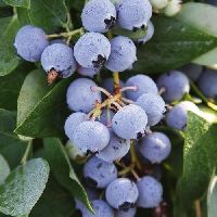 Blueberry plant - Get Latest Price & Mandi rates from Dealers & Traders ...