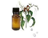 Croton Oil at Best Price from Manufacturers, Suppliers & Traders