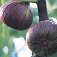 Fig Extract - Ficus Carica Extract Price, Manufacturers & Suppliers