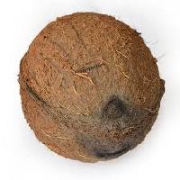 One Eye Coconut - Get Latest Price & Mandi rates from Dealers & Traders ...