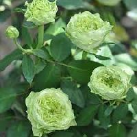 Green Rose Plants - Get Latest Price & Mandi rates from Dealers ...