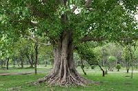 Bodhi Tree - Get Latest Price & Mandi rates from Dealers & Traders ...