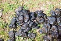 Donkey Dung at Best Price from Manufacturers, Suppliers & Traders
