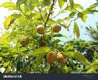 Nutmeg Plant - Get Latest Price & Mandi rates from Dealers & Traders ...