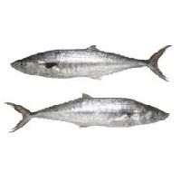 Frozen Surmai Fish at Best Price from Manufacturers, Suppliers & Traders