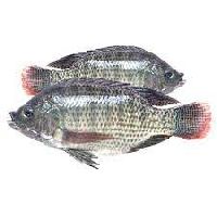 Fresh Tilapia Fish In Kolkata - Fresh Tilapia Fish Manufacturers ...