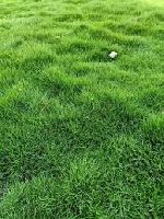 Nilgiri Grass - Get Latest Price & Mandi rates from Dealers & Traders ...