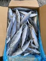 Frozen Seer Fish at Best Price from Manufacturers, Suppliers & Traders