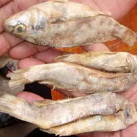 Katti Fish - Manufacturers, Suppliers & Exporters in India