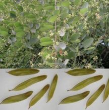 Anjan forestry tree seeds, Color : Yellowish orange at Best Price in ...