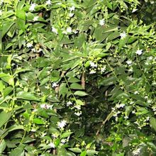 Har Singar Coral Jasmine Nyctanthes Arbor-tristis Har Singar Tree Seed ...