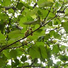 Kaim True Kadamb Mitragyna Parvifolia Tree Seed at Best Price in Jaipur ...