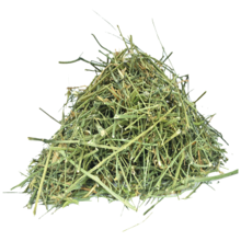 Kalmegh at Best Price in Neemuch | Till & Yield Exports Private Ltd