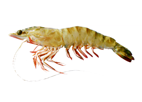 Mandapam Flower Prawn at Best Price in Chennai | Lexicon International