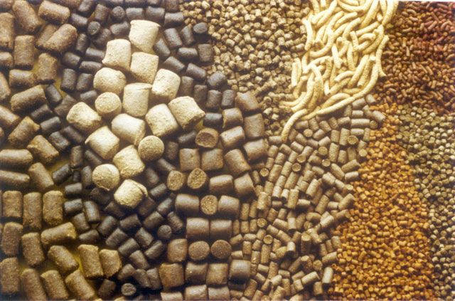 Supplier Of Bird Poultry Animal Food From DUBAI United Arab Emirates By Gulf Access Llc supplier-of-bird-poultry-animal-food-from-dubai-united-arab-emirates-by-gulf-access-llc