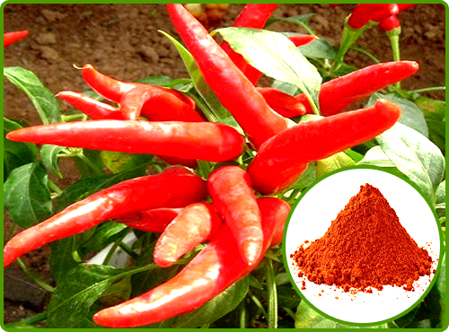 Capsicum Extract at best price in Ghaziabad Uttar Pradesh from Plantae ...