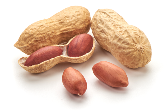 Peanut, Color : Brownish, Creamy at best price INR 100 / Kilogram in ...