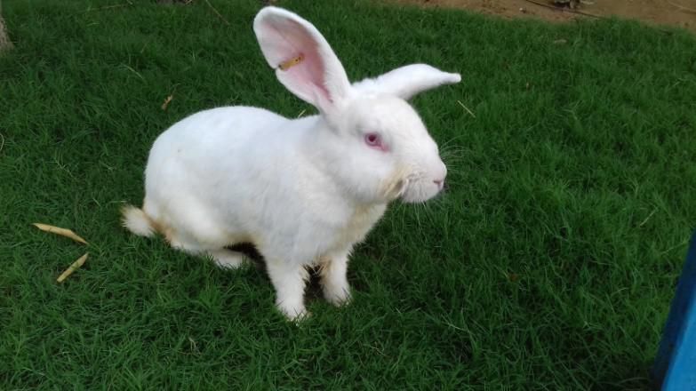 White Giant Rabbit Meat, For Cooking, Packaging Type : Plastic Bags at ...